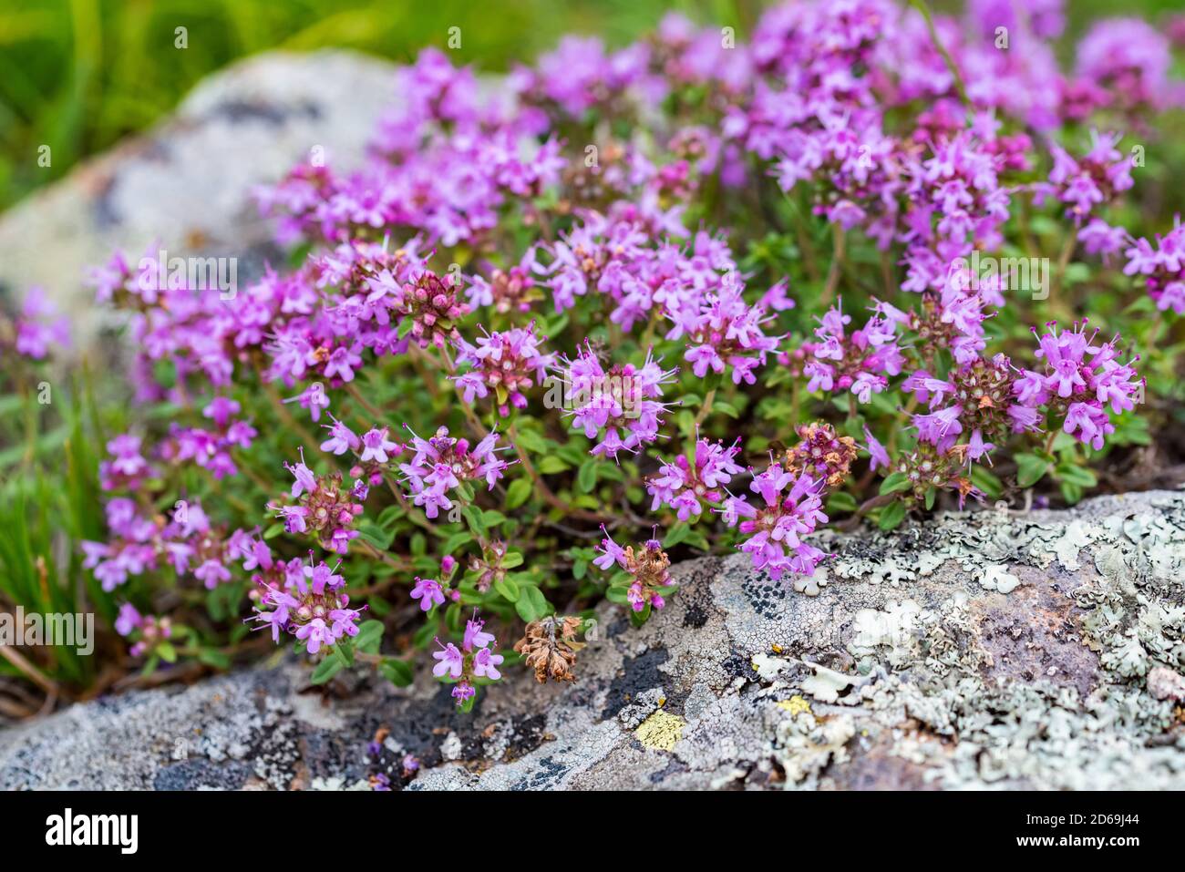 Purple Flowering Thyme Thymus Serpyllum High Resolution Stock ...