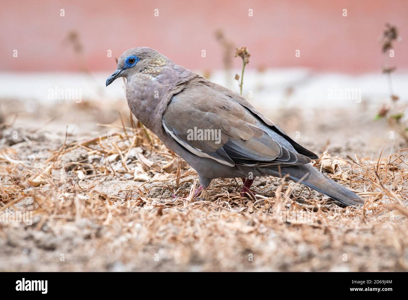 Western peruvian dove hi-res stock photography and images - Alamy