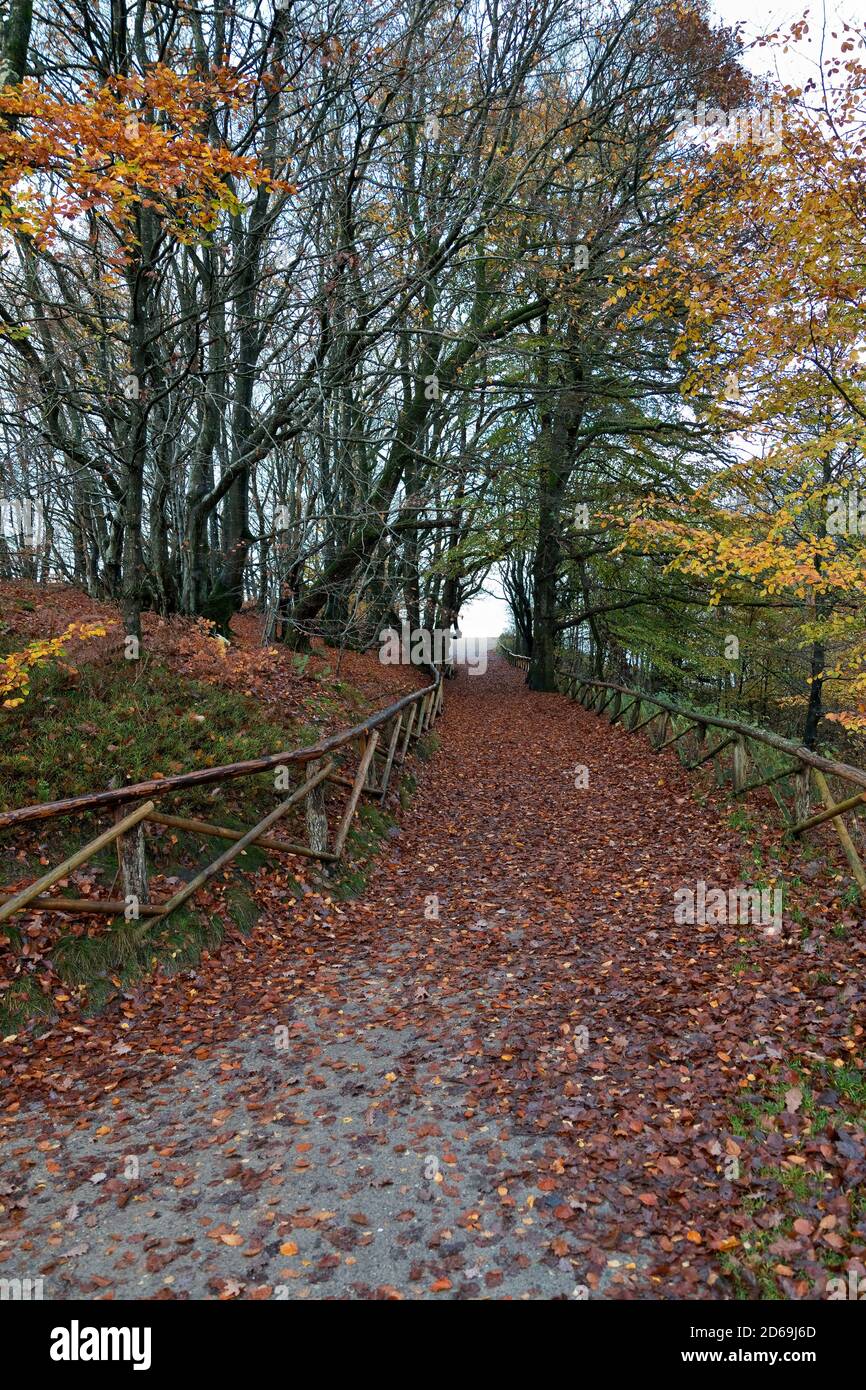 Autumn leaves in a forest in November Stock Photo - Alamy