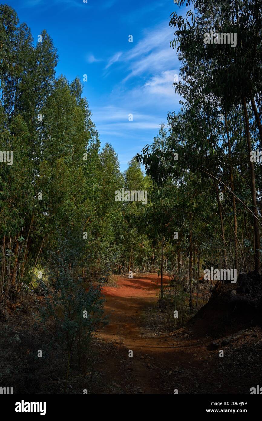 Beautiful vertical shot forest hi-res stock photography and images - Alamy