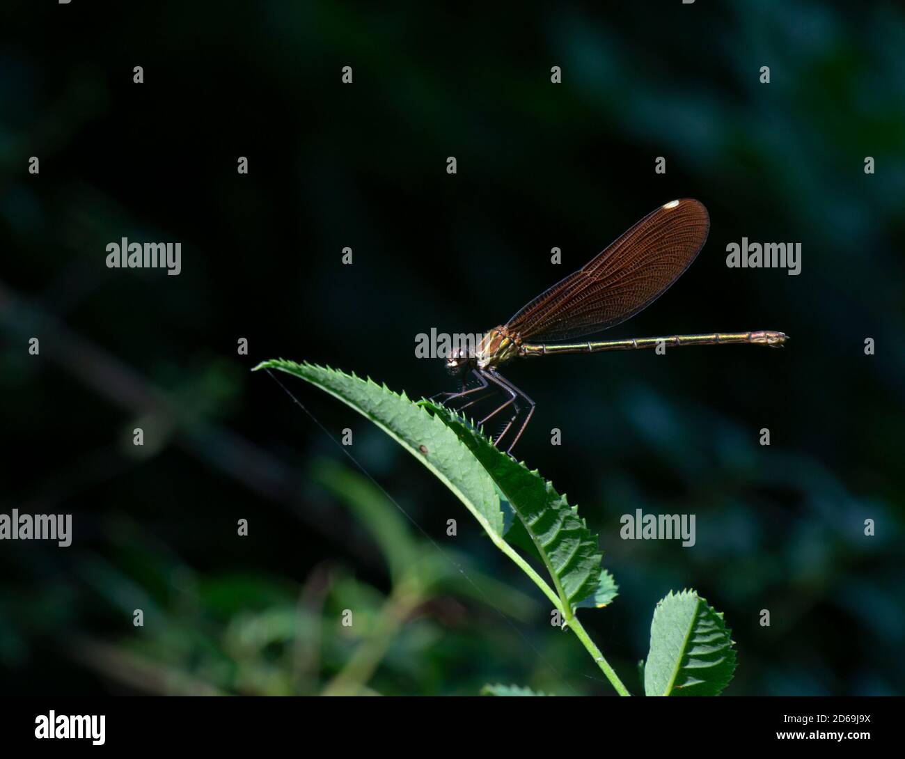 dragonfly resting on a tree leaf, under the sun rays Stock Photo - Alamy