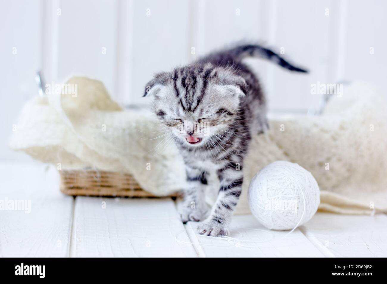 Kitten in basket meow, crying for mother Stock Photo - Alamy