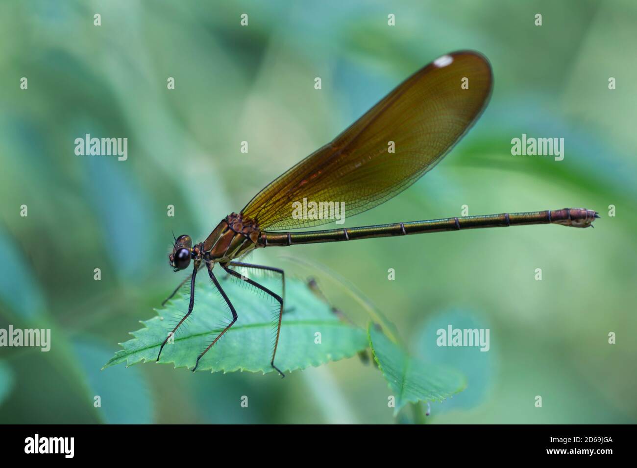 Dragonfly under hi-res stock photography and images - Alamy
