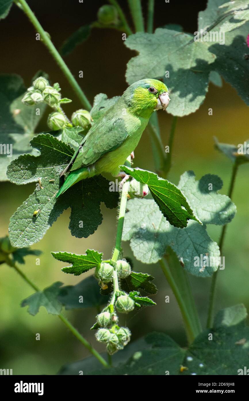 Parrotlet hi-res stock photography and images - Alamy