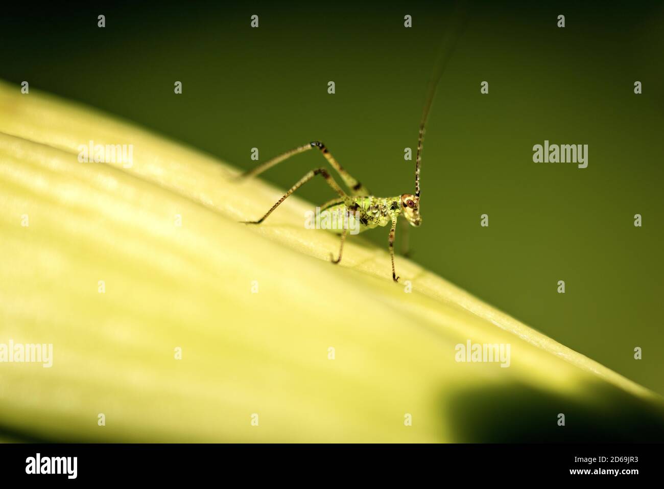 Cricket insect hi-res stock photography and images - Alamy