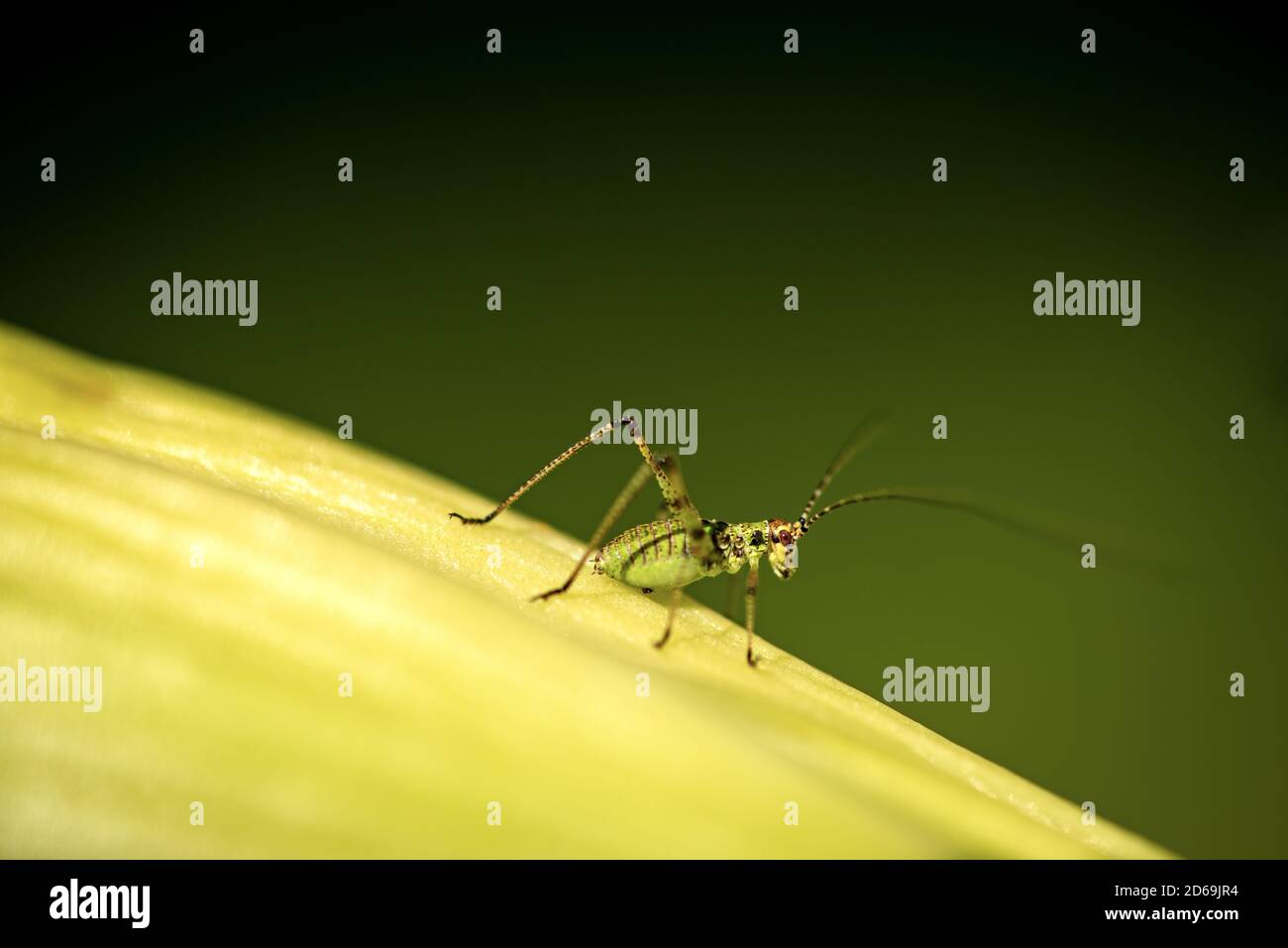 Macro Photography of a Cricket Insect on a Green Leaf, side view Stock ...