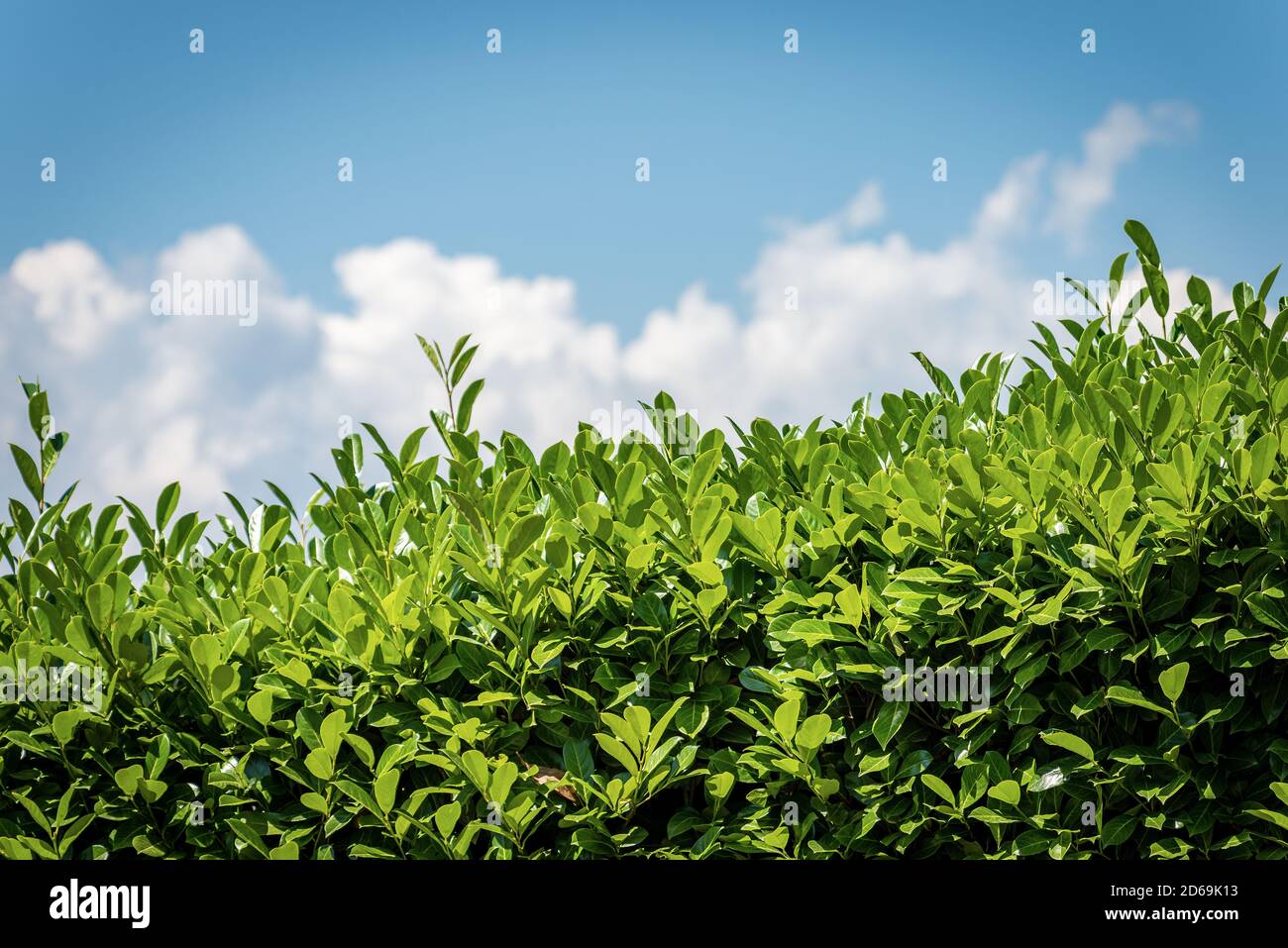 Closeup of a hedge with green leaves in summer on blue sky with clouds ...