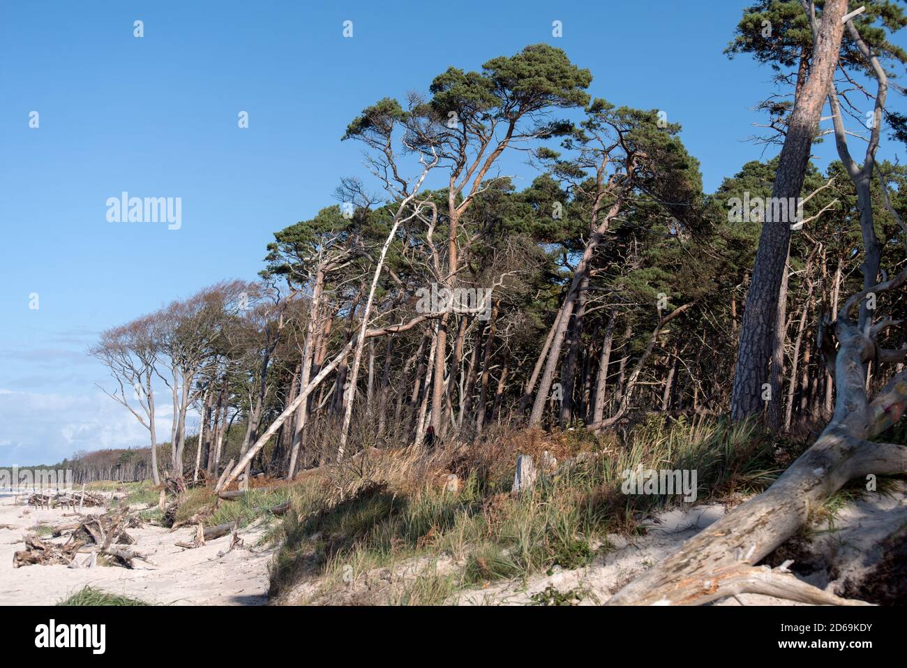 Baltic sea coast on Darss in Germany Stock Photo - Alamy