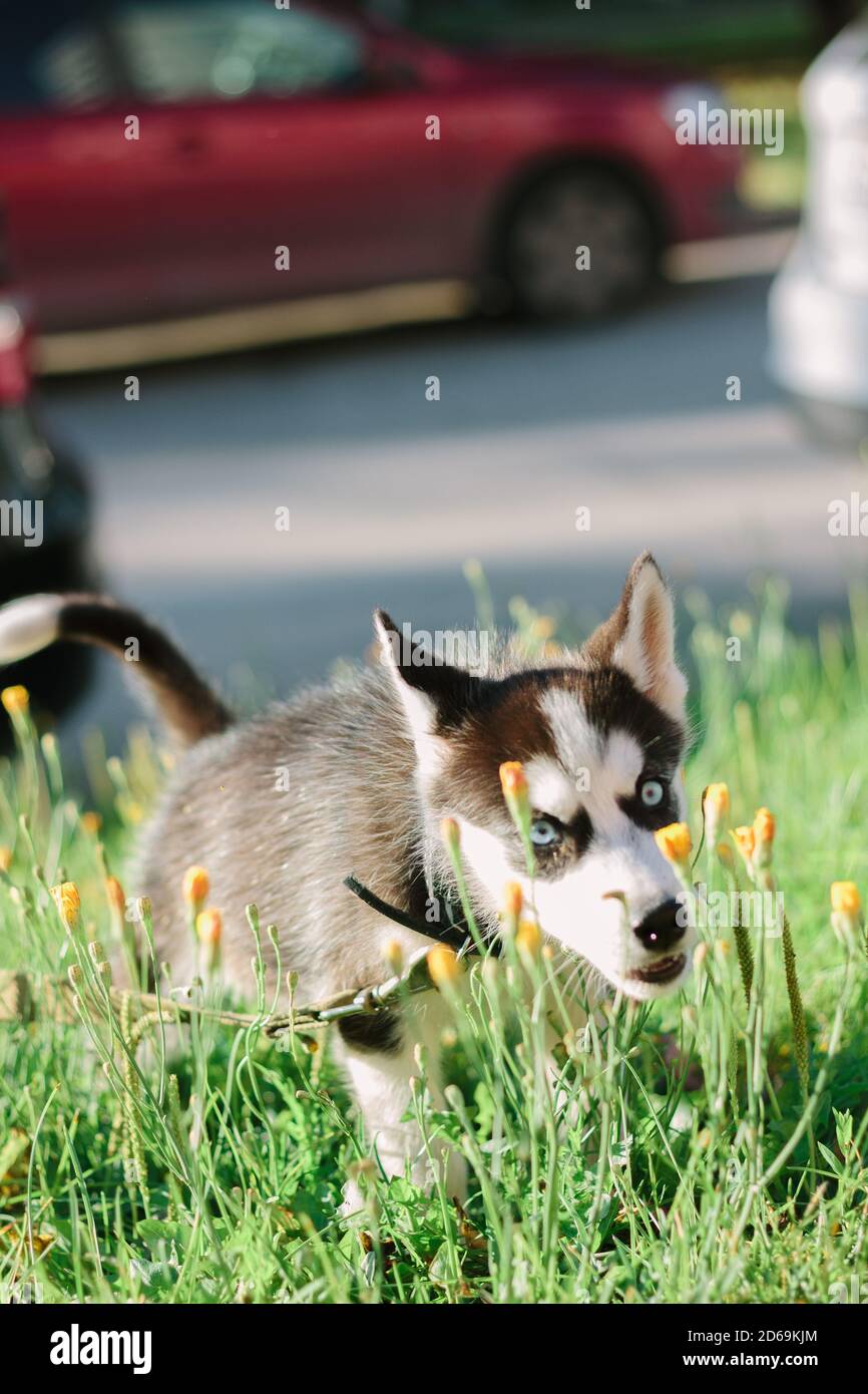 Angry little husky at green grass outdoor Stock Photo - Alamy
