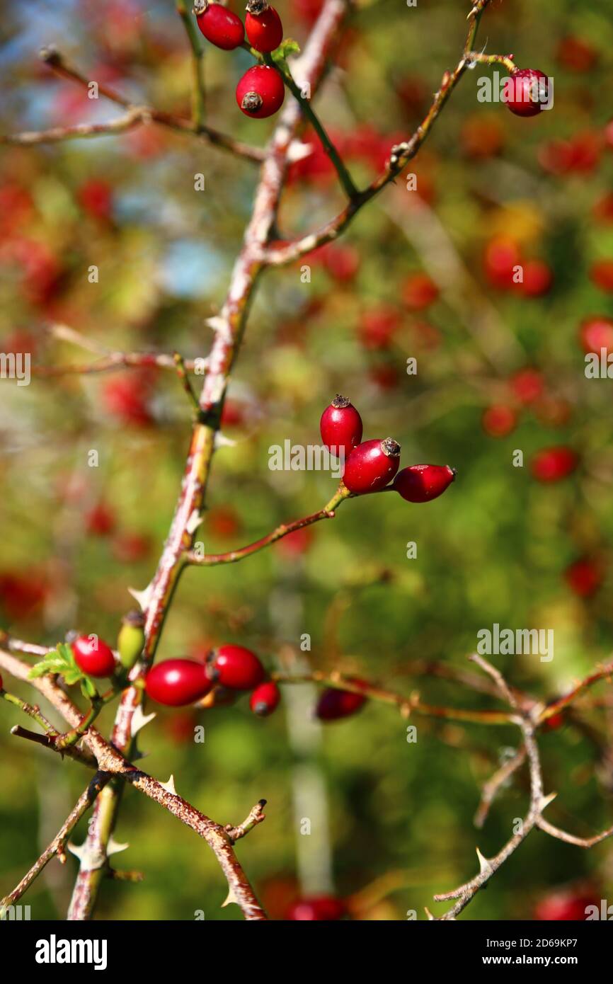 Wild fruits hi-res stock photography and images - Alamy