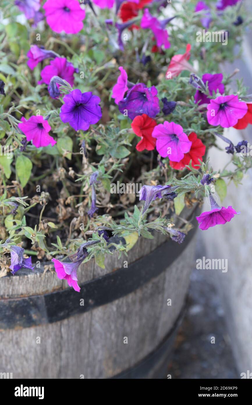 September plant pot hi-res stock photography and images - Alamy