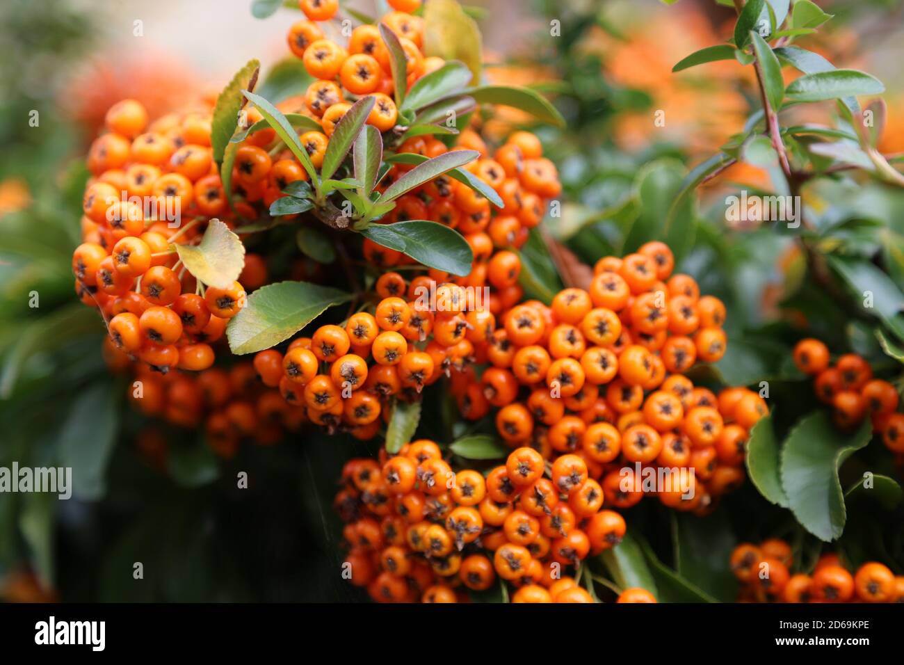 Wild fruits hi-res stock photography and images - Alamy