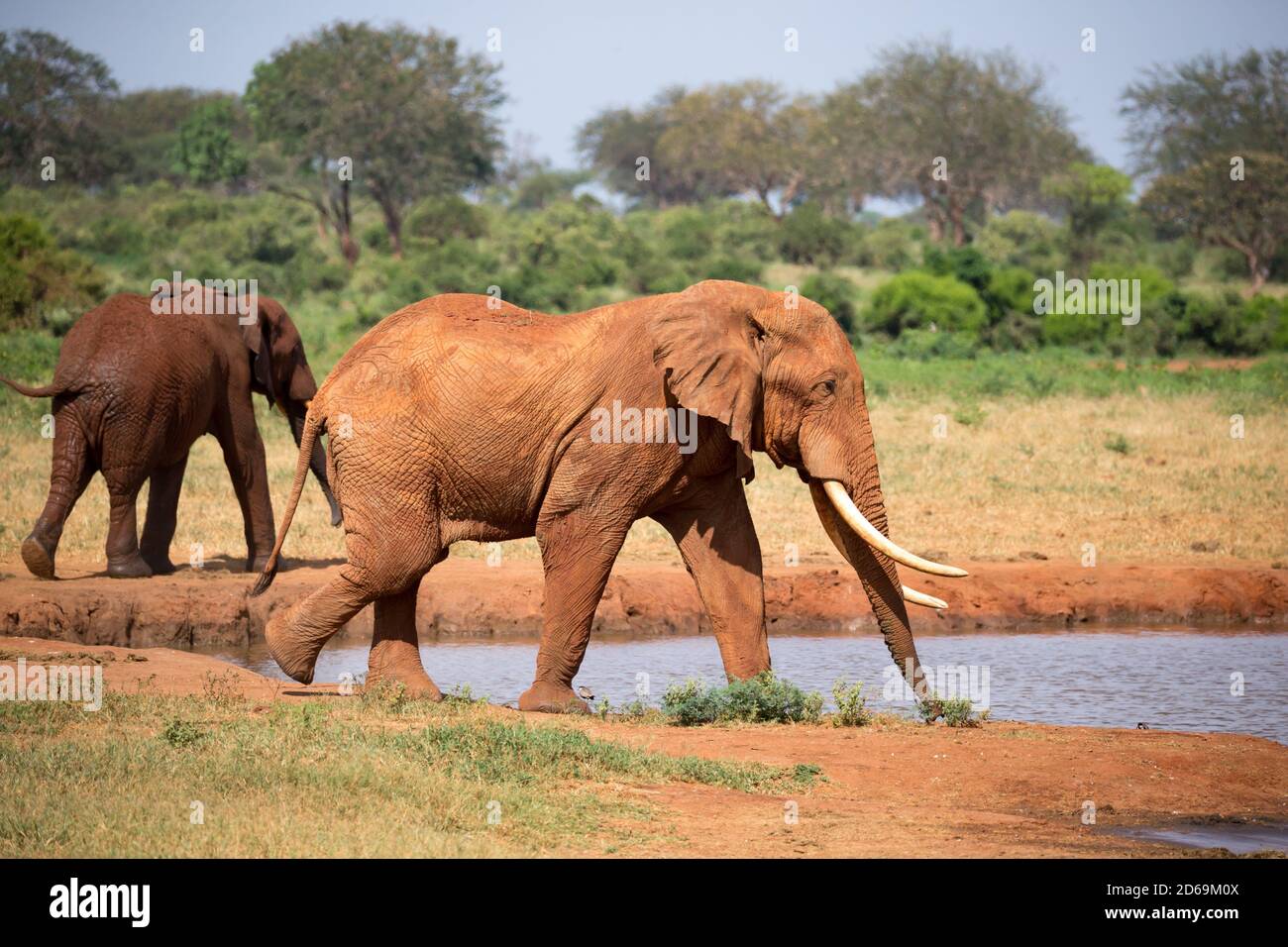 The family of red elephants at a water hole in the middle of the ...