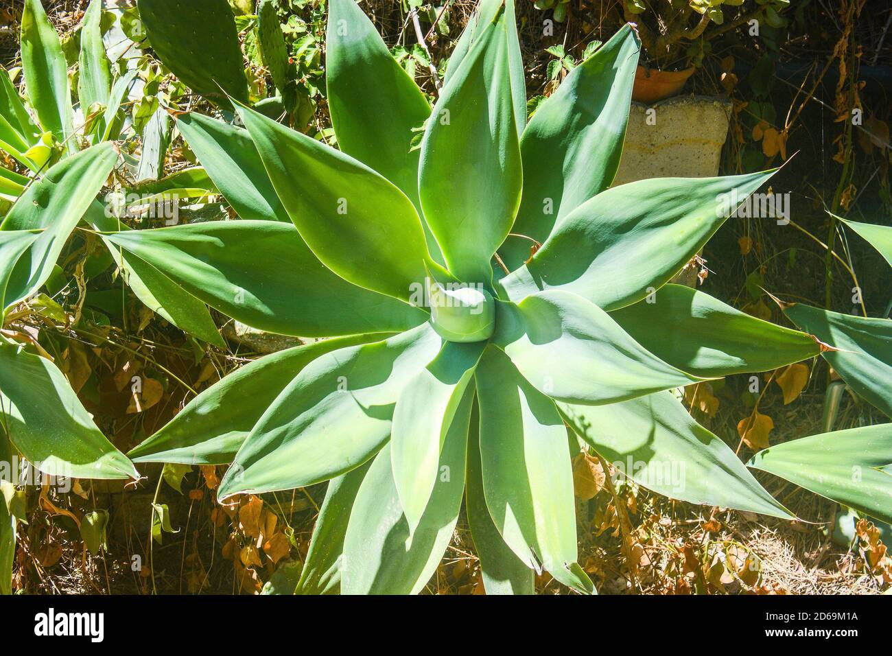 Mediterranean plant hi-res stock photography and images - Alamy