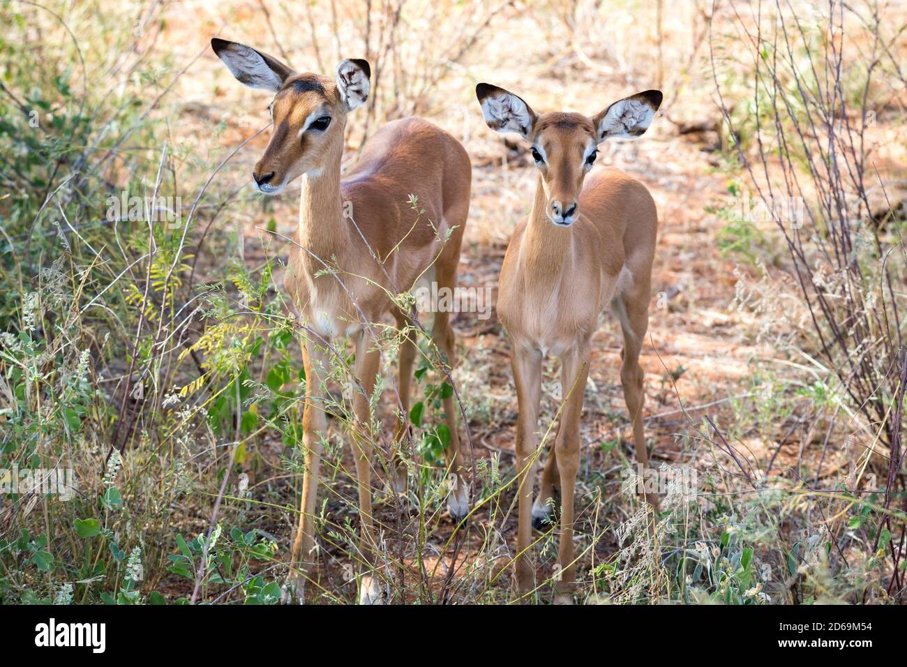 African antelope species hi-res stock photography and images - Alamy