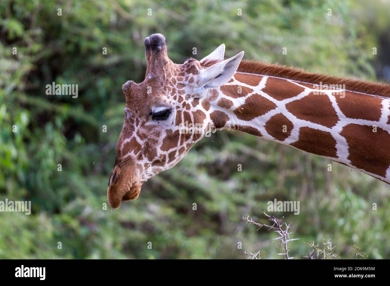 Cute giraffe face hi-res stock photography and images - Alamy