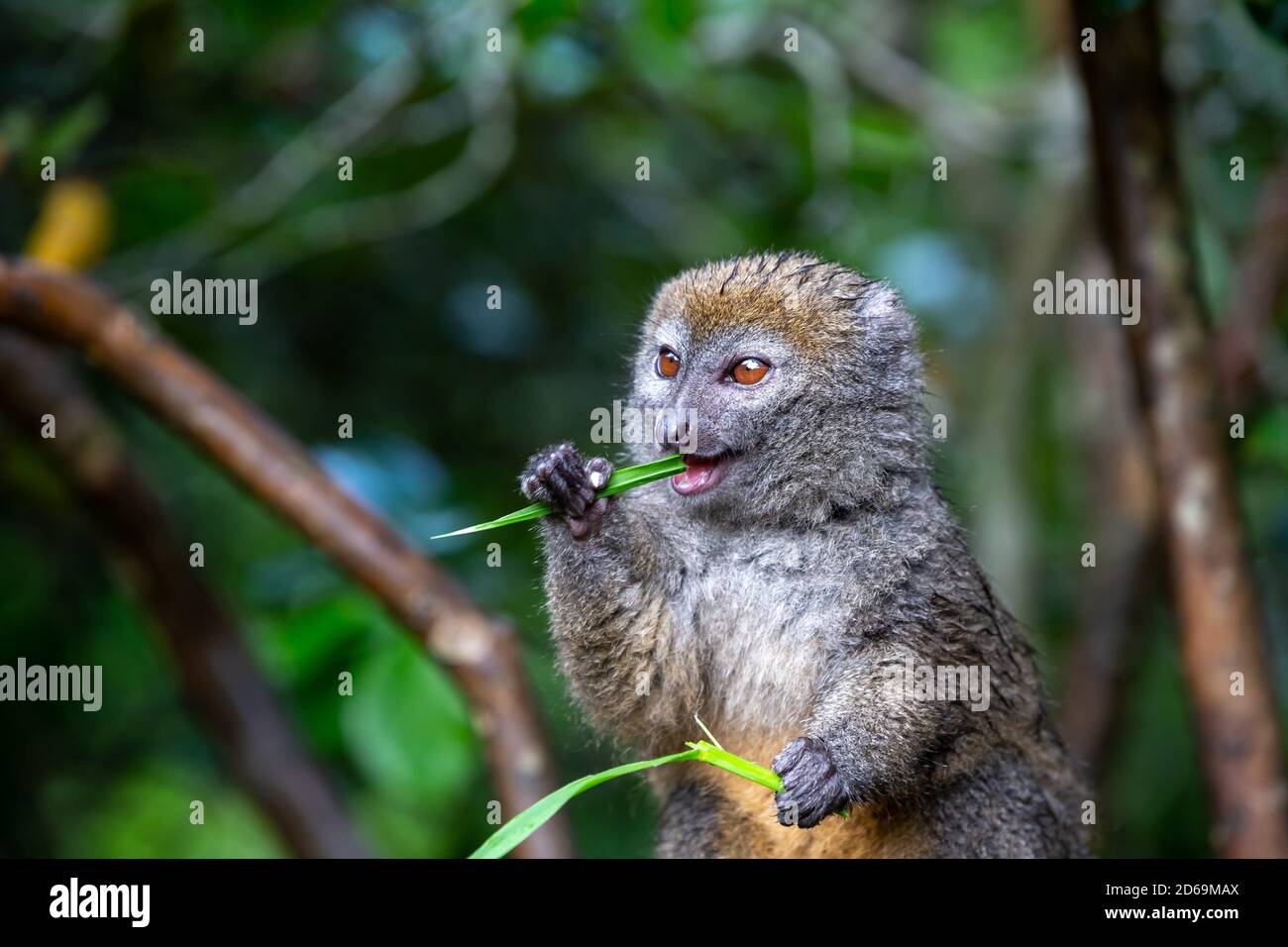 Small lemur hi-res stock photography and images - Alamy