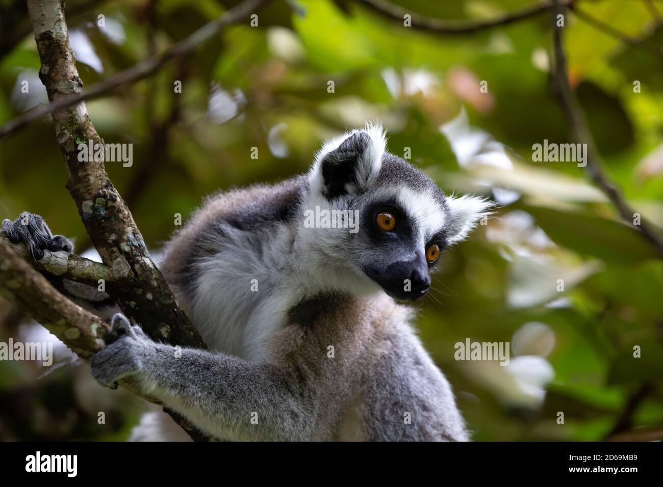 Tropical rainforest madagascar hi-res stock photography and images - Alamy
