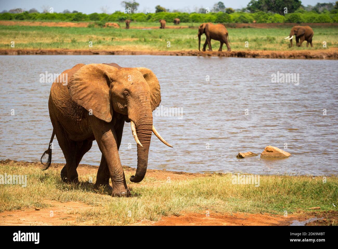 Hwange elephant hole hi-res stock photography and images - Alamy