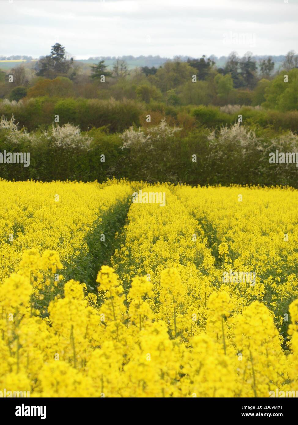 Gold fields hi-res stock photography and images - Alamy