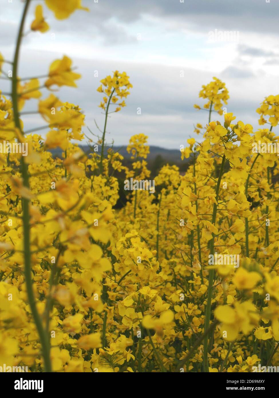 Combine Harvester Harvesting Rapeseed High Resolution Stock Photography ...