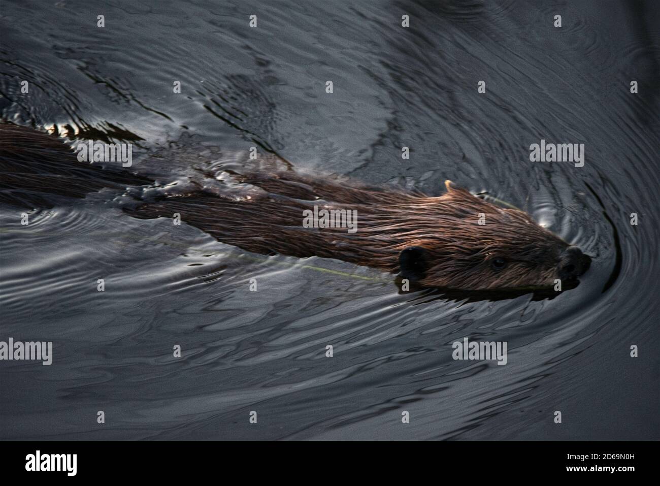 Beaver swimming in river up close Stock Photo - Alamy