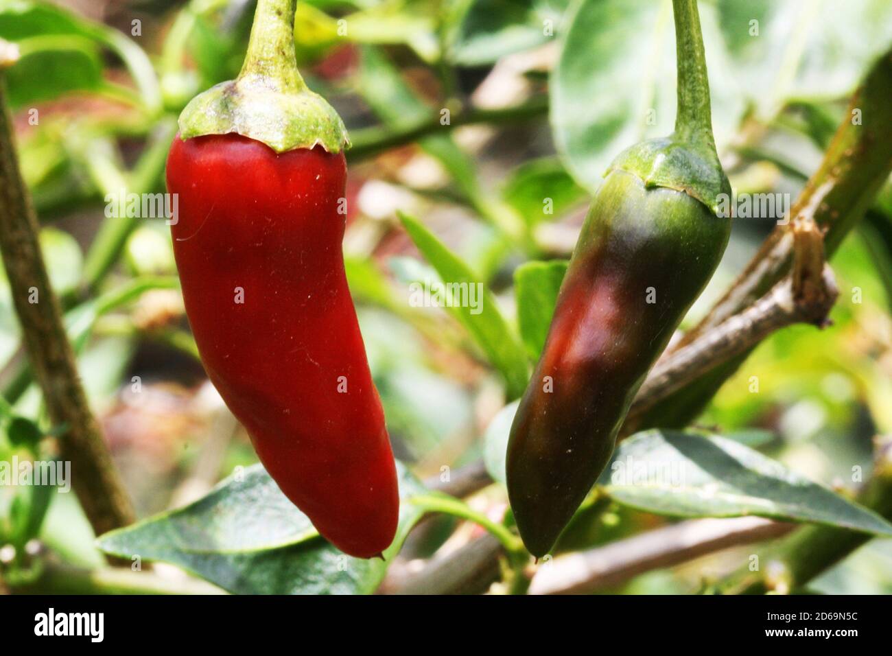 Peperoni capsicum annuum hi-res stock photography and images - Alamy