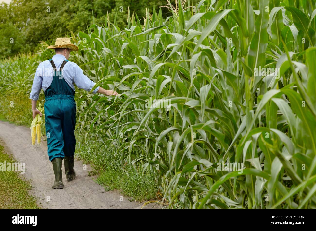 Maize farmer hi-res stock photography and images - Alamy