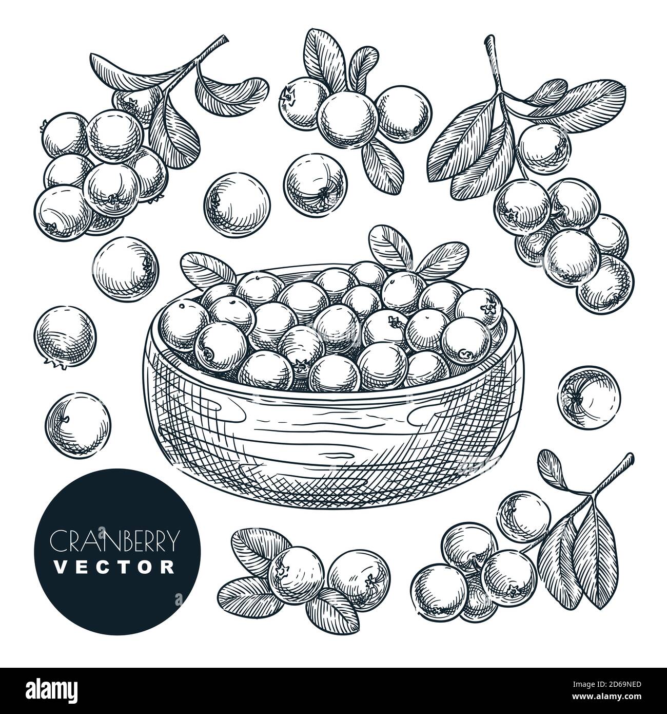 Cranberry berries sketch vector illustration. Cowberry harvest in bowl ...