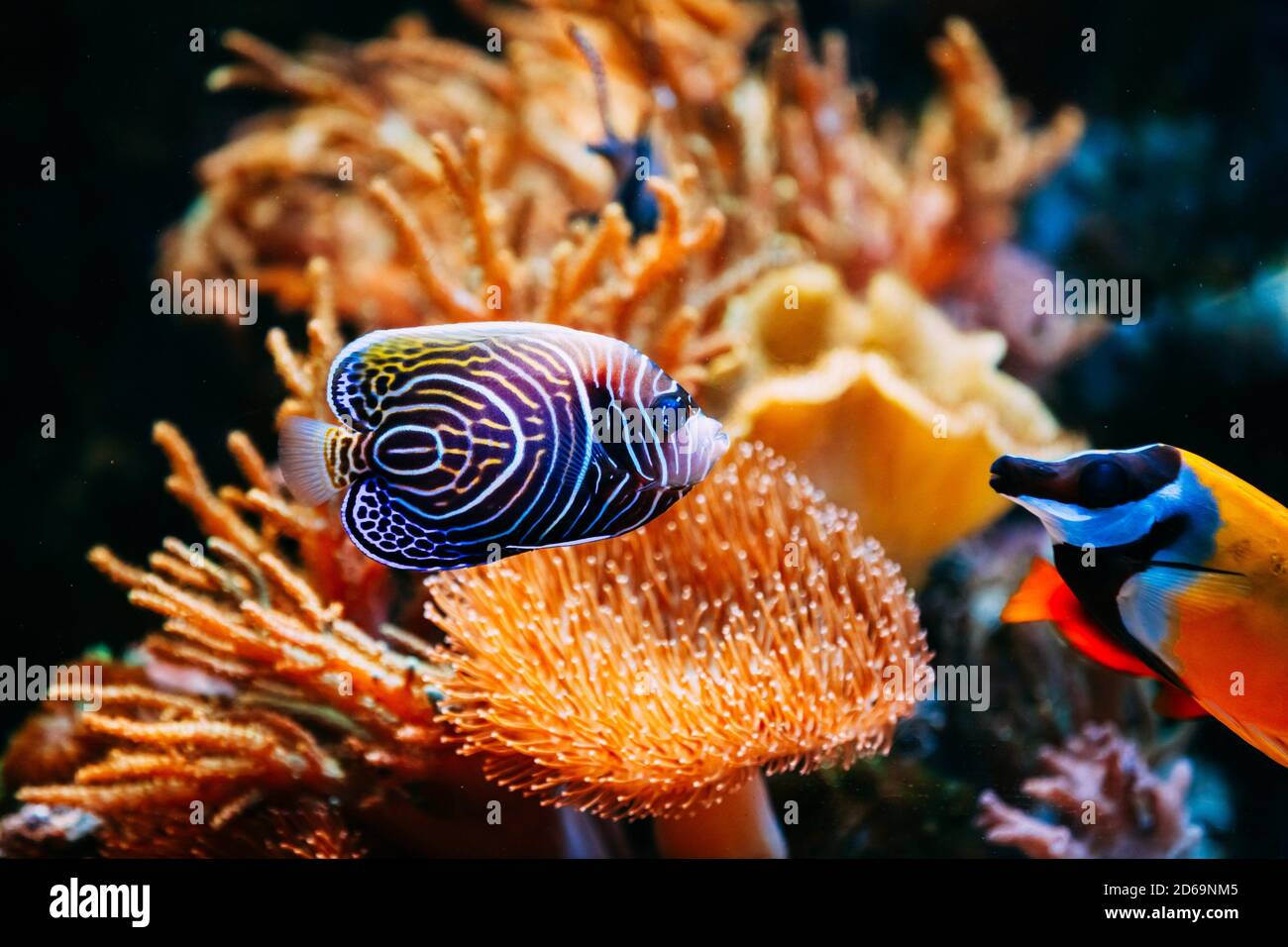 Angel and sea hi-res stock photography and images - Alamy