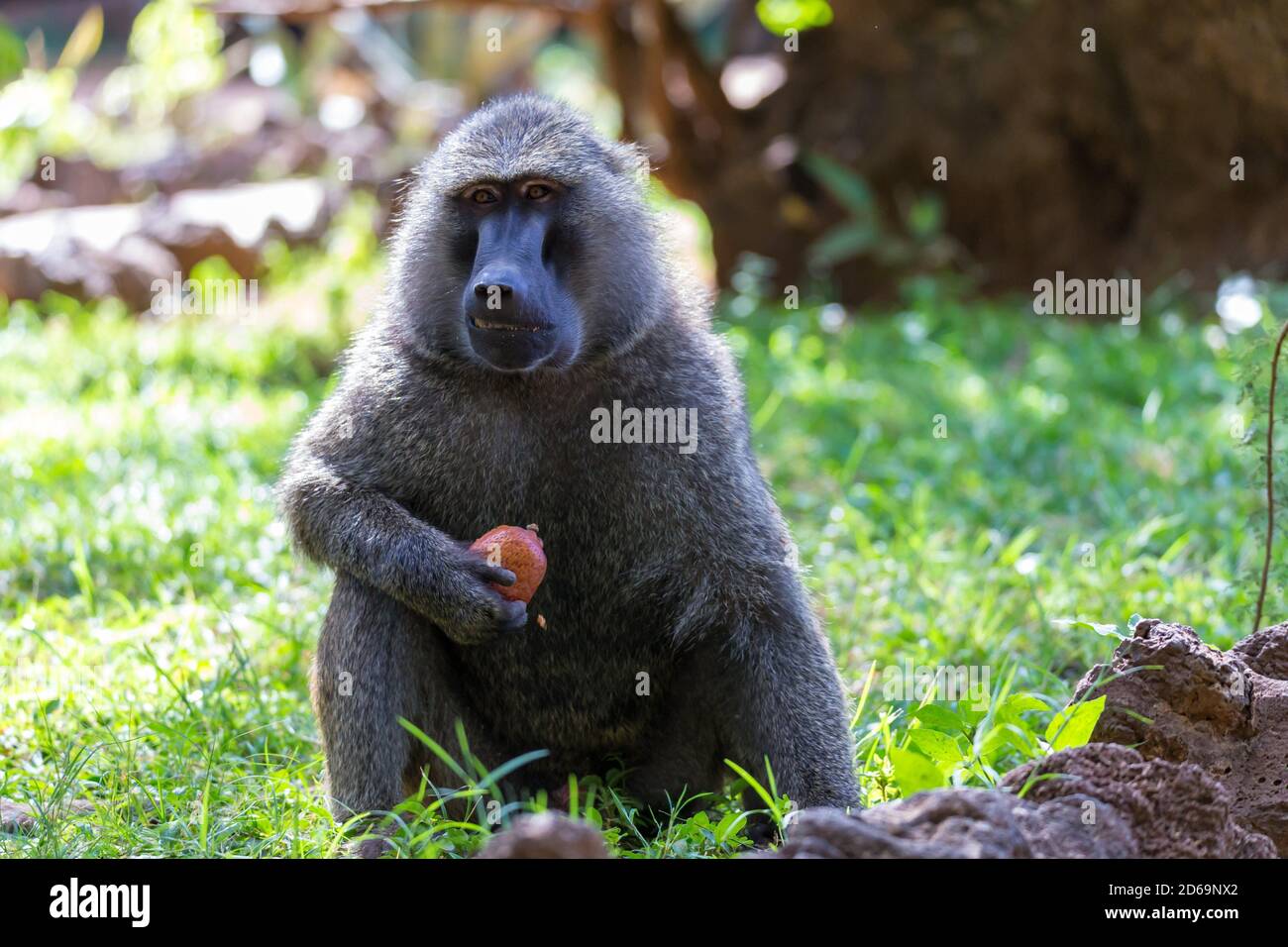 Benin fruit hi-res stock photography and images - Alamy