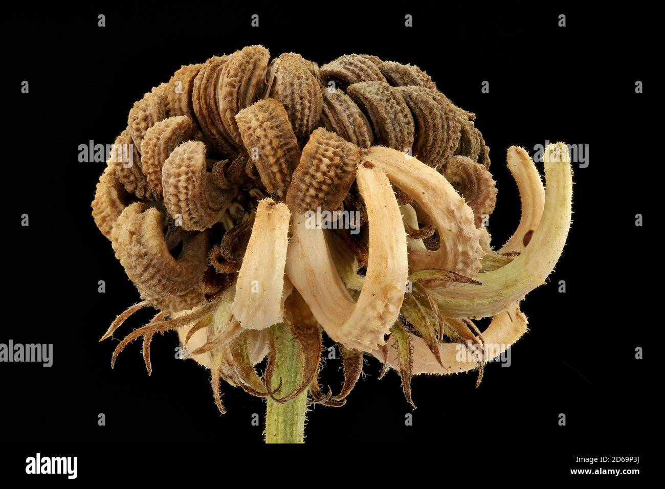 Calendula officinalis, Marigold, Garten-Ringelblume, close up, seeds ...