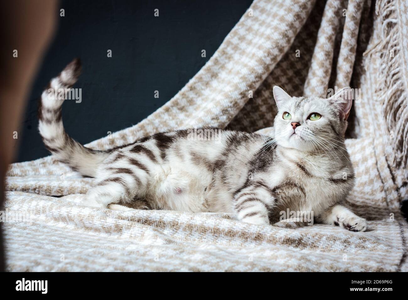 Grey pregnant cat hi-res stock photography and images - Alamy