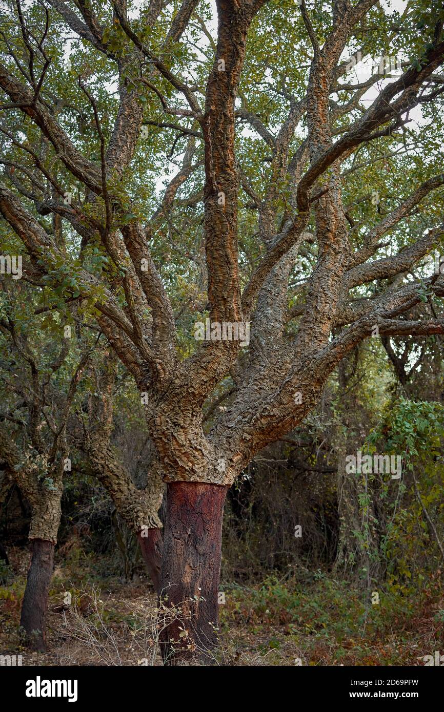 Vertical shot of trees with damaged and scraped trunks Stock Photo - Alamy