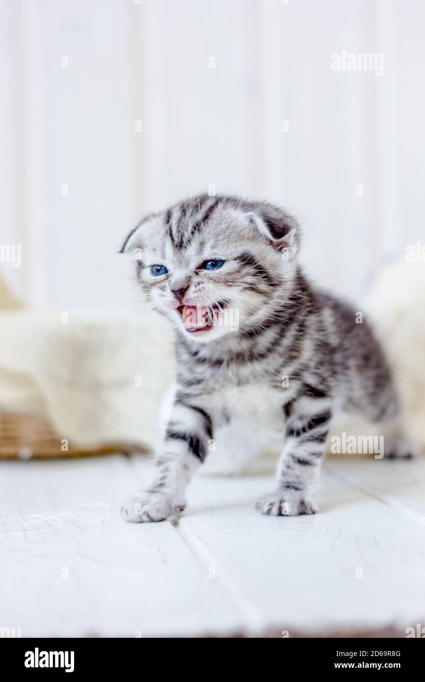 Kitten in basket meow, crying for mother Stock Photo - Alamy