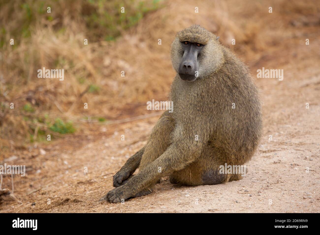 Monkey baboon hi-res stock photography and images - Alamy