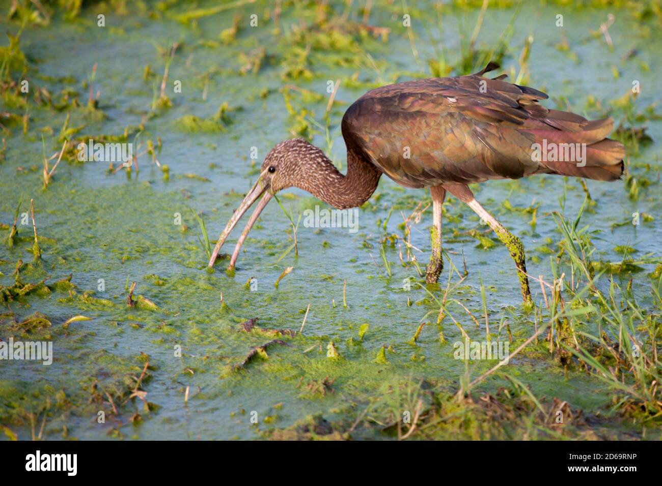 Green water bird hi-res stock photography and images - Alamy