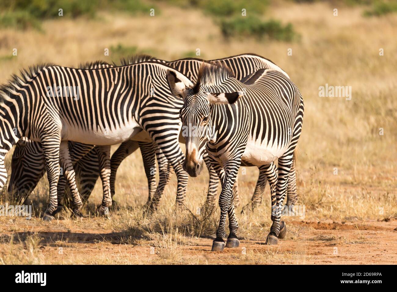 Zebra herd grazing grass hi-res stock photography and images - Alamy