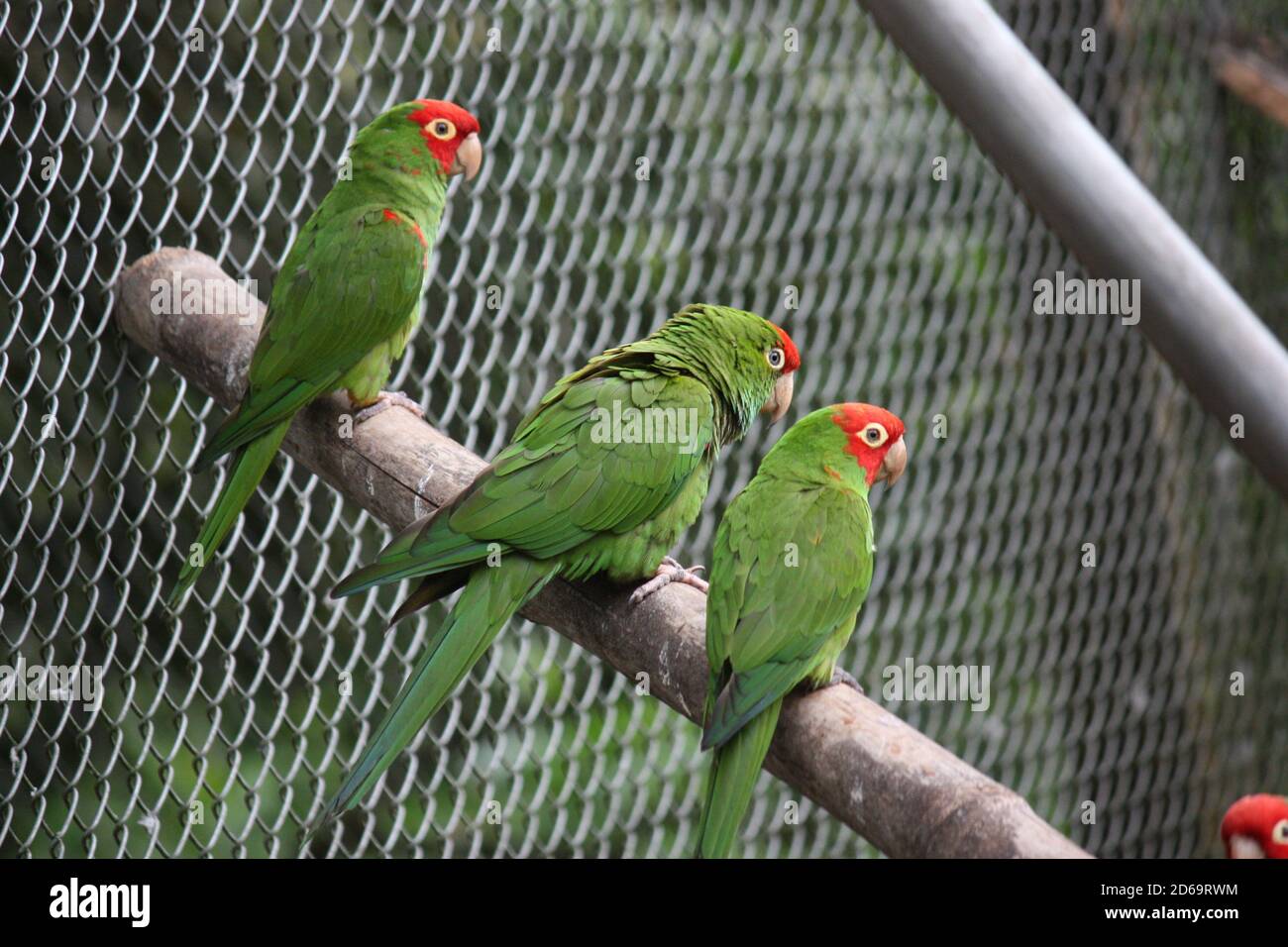 Parakeets vivid colors hi-res stock photography and images - Alamy