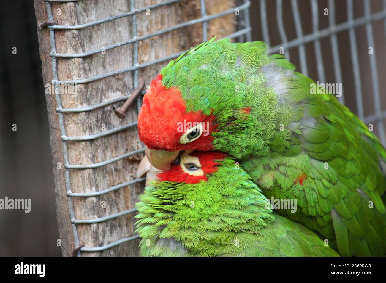 Parakeets vivid colors hi-res stock photography and images - Alamy