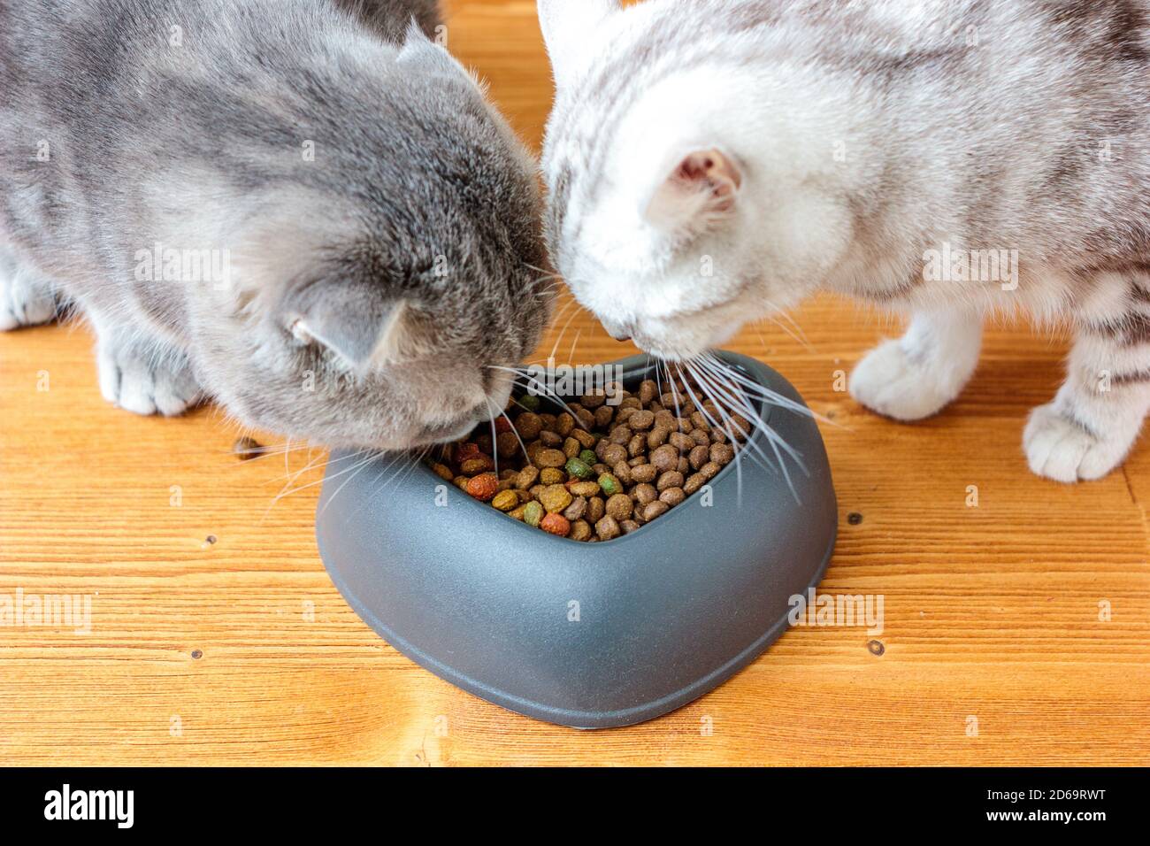 Two cats eating food from pet bawl in shape of heart Stock Photo - Alamy