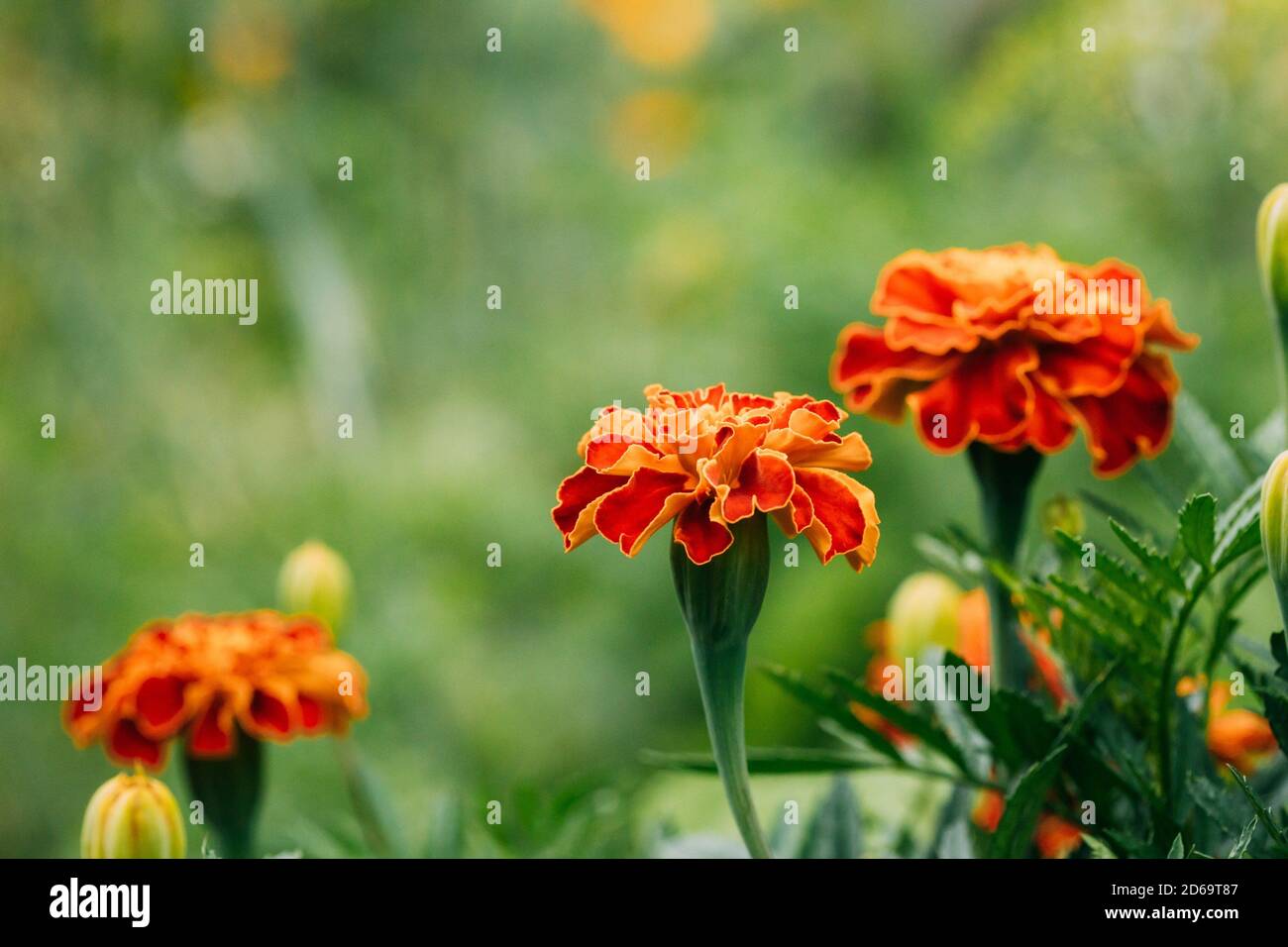 Red medicinal plant hi-res stock photography and images - Alamy