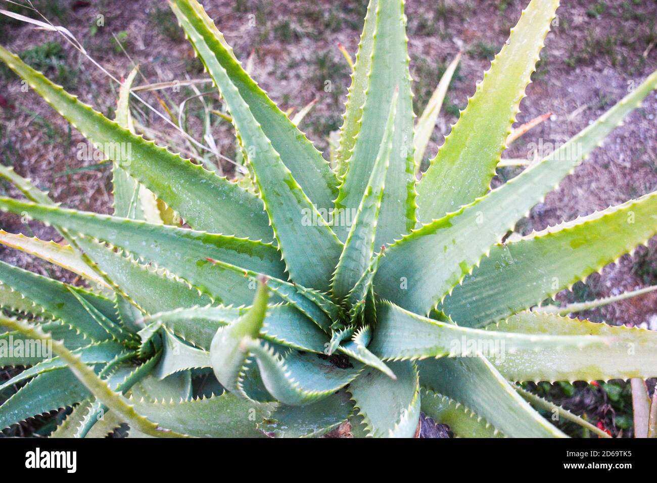 Mediterranean plant hi-res stock photography and images - Alamy