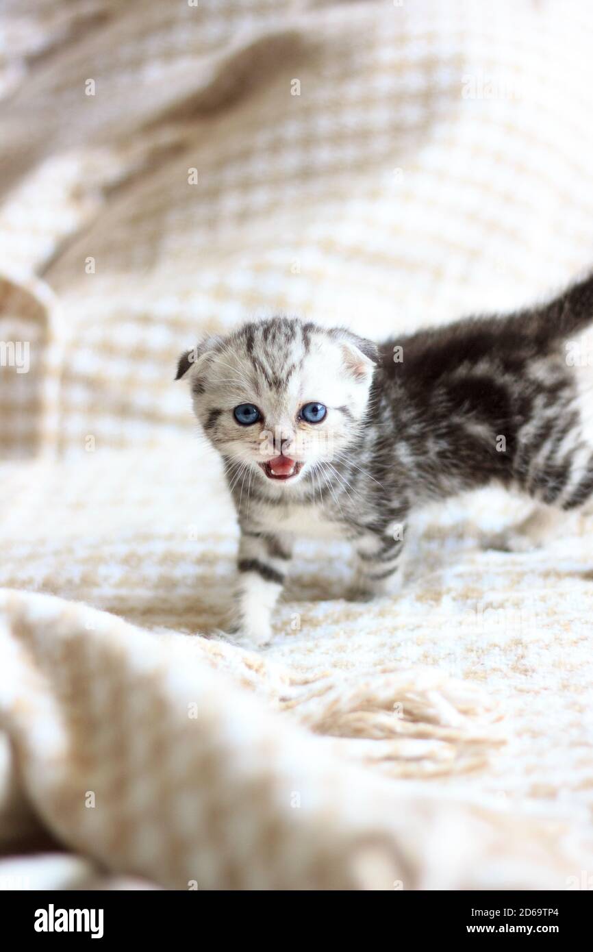 Little adorable domestic kitten loud crying meow Stock Photo - Alamy