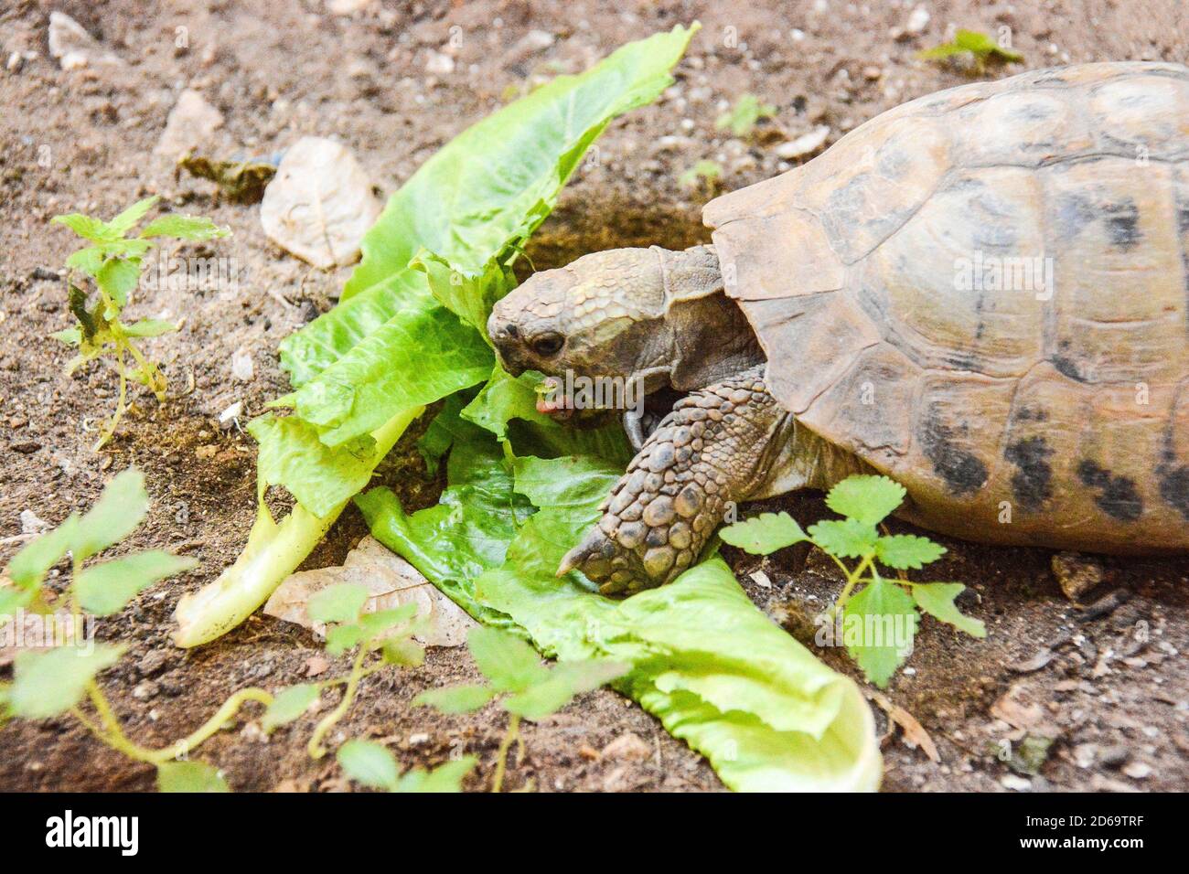 Grass eating turtle hi-res stock photography and images - Alamy