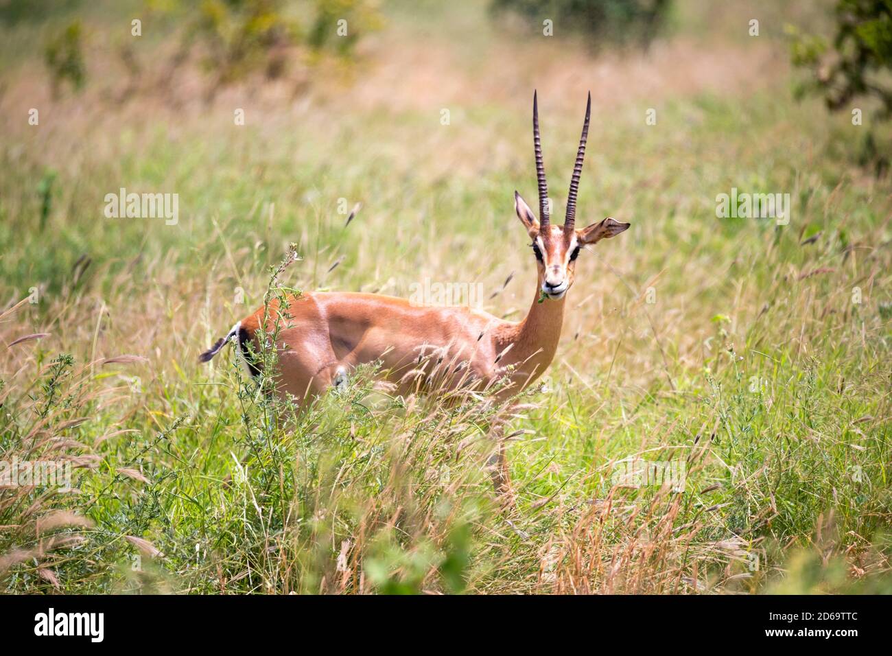 Gazelle eating plant hi-res stock photography and images - Alamy