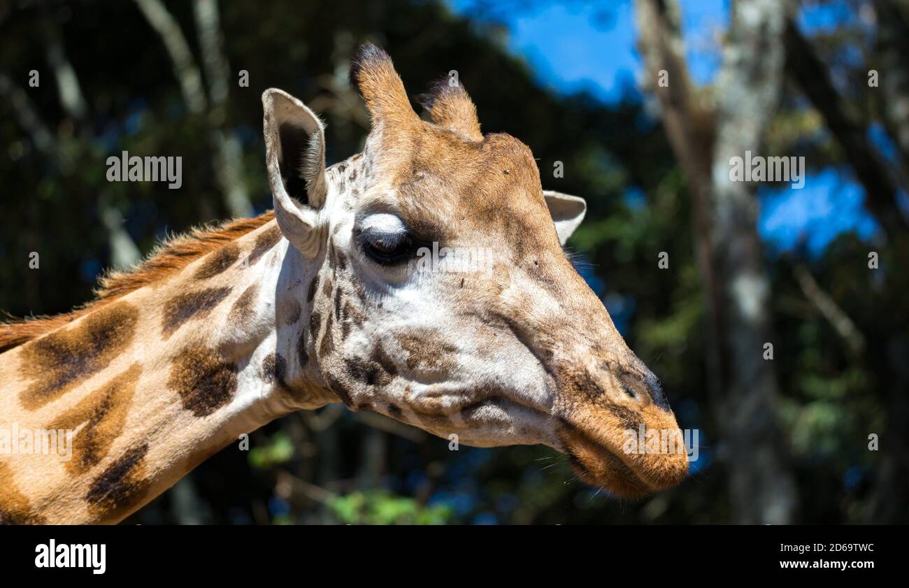 Giraffes head hi-res stock photography and images - Alamy