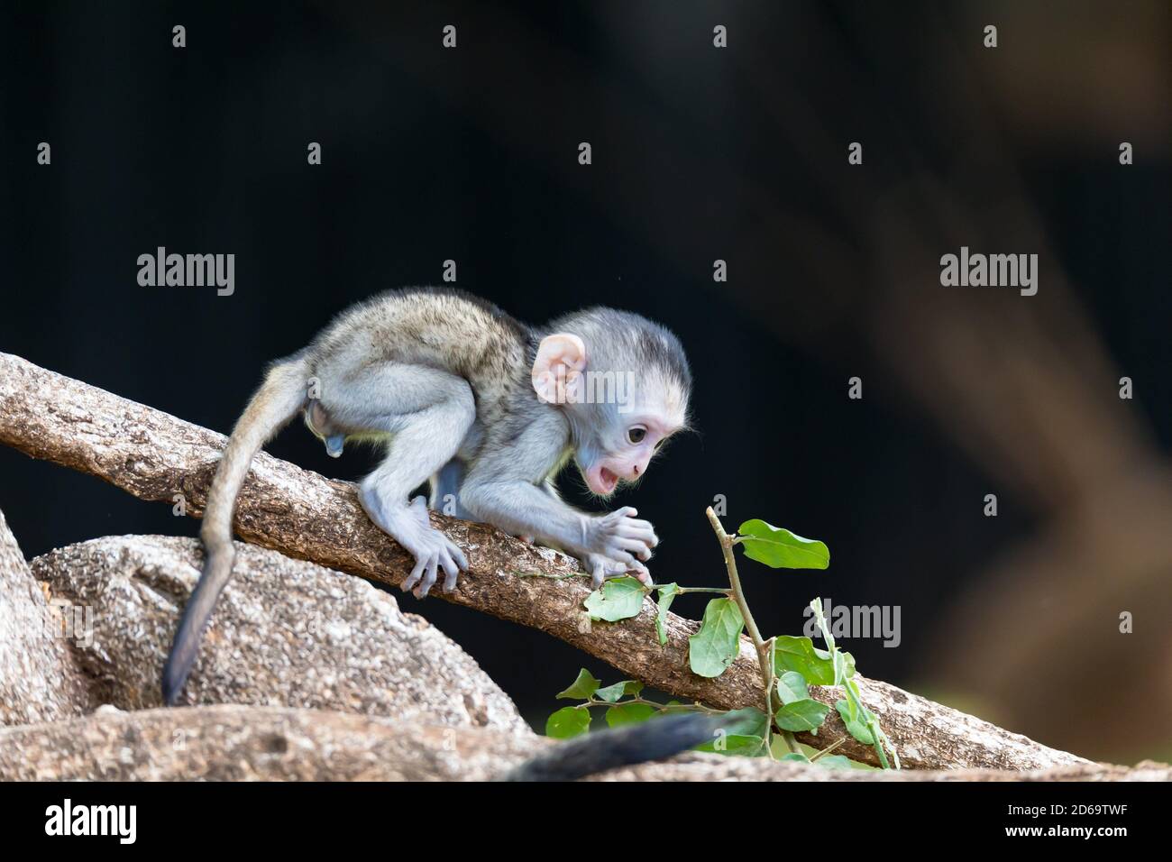 Monkey climbs hi-res stock photography and images - Alamy