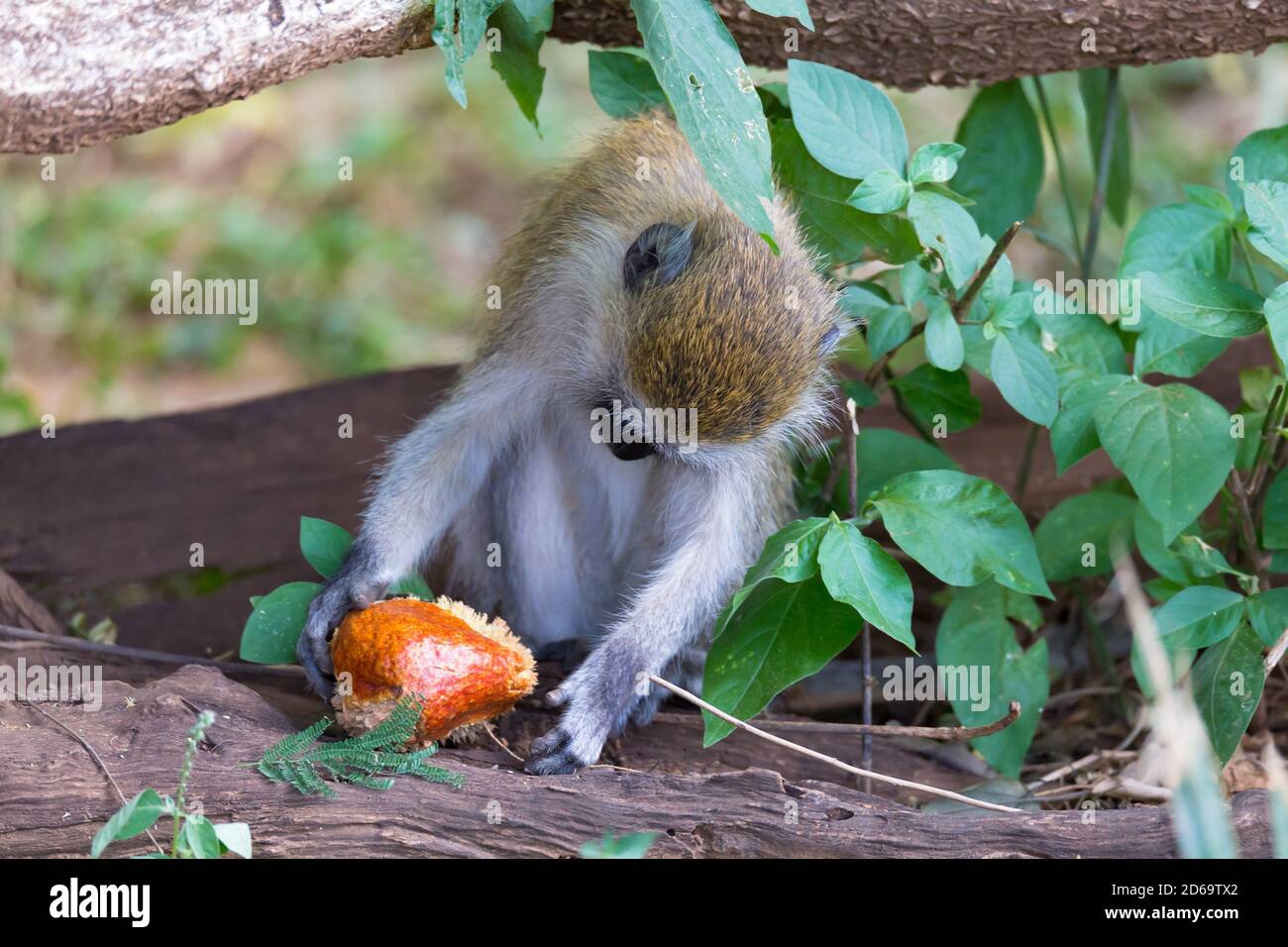 Monkey eating an apple hi-res stock photography and images - Alamy