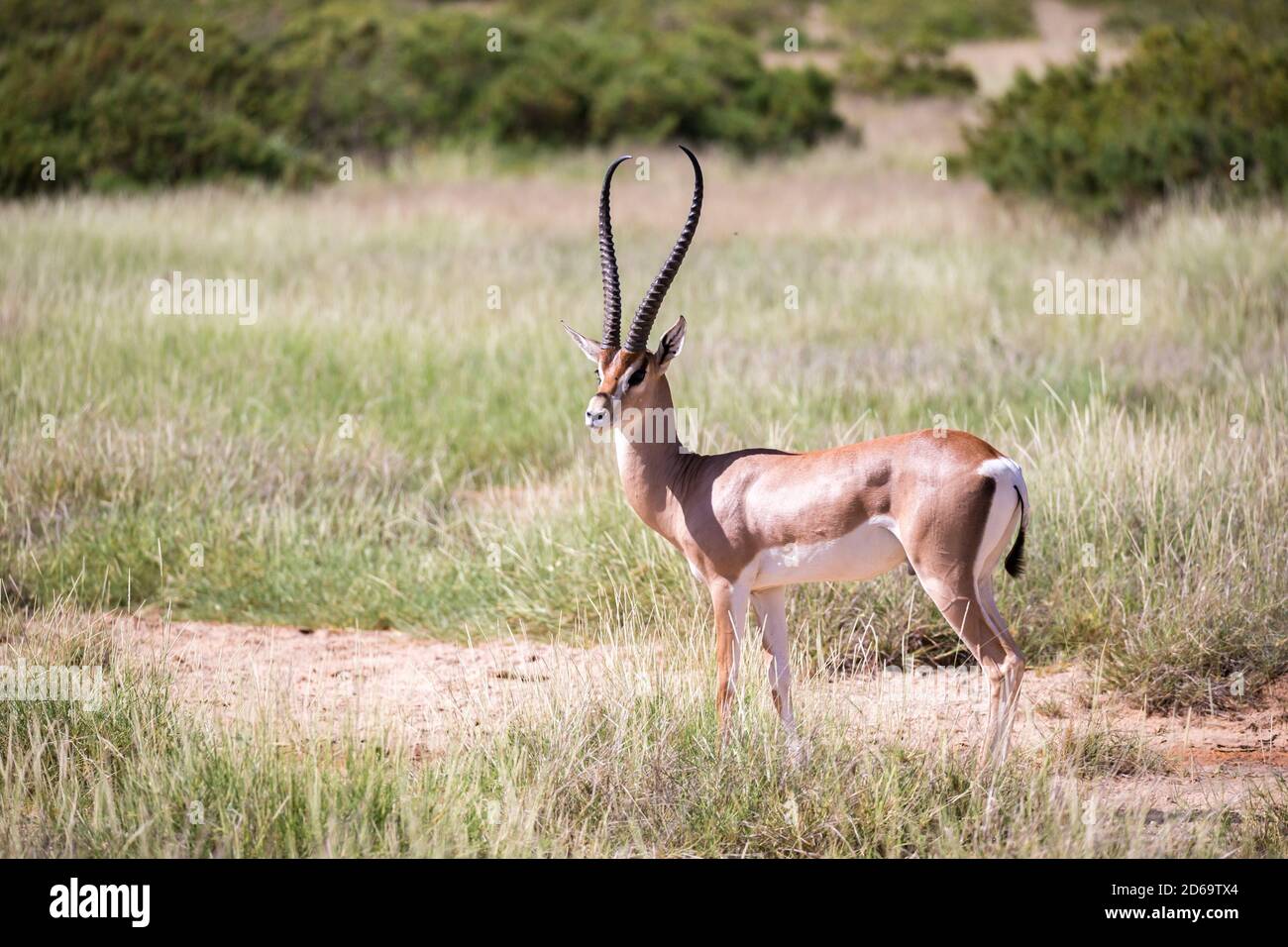 All antelope species hi-res stock photography and images - Alamy